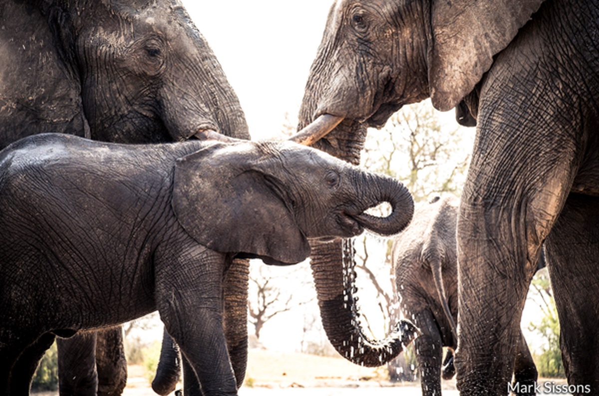 Africa’s Arid Hwange National Park Benefits from Wildland Adventures ...