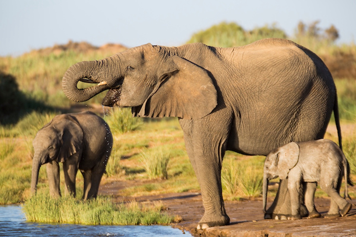 Build Back Better for Animals and Nature | Adventure Travel Trade ...