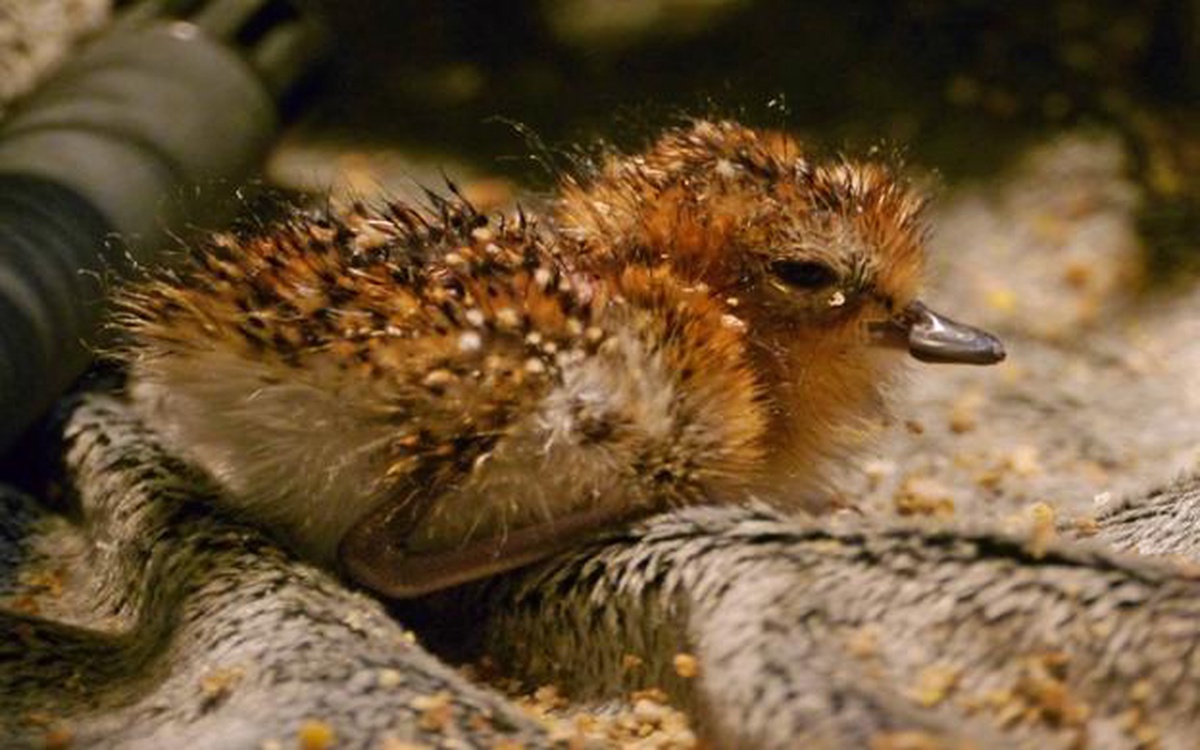 World First: Spoon-billed Sandpiper Chicks Hatch in Captivity ...