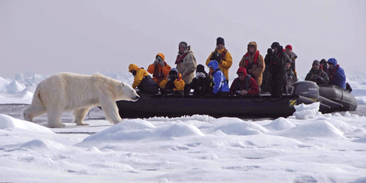 Record Polar Bear Sightings on Heritage Expeditions Russian Voyage ...