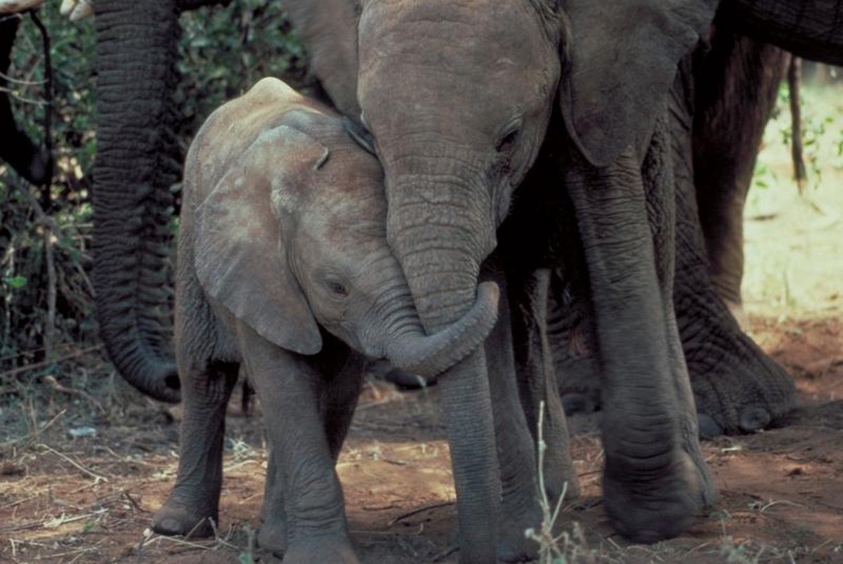 Special Report: Elephant Slaughter in Tanzania | Adventure Travel Trade ...