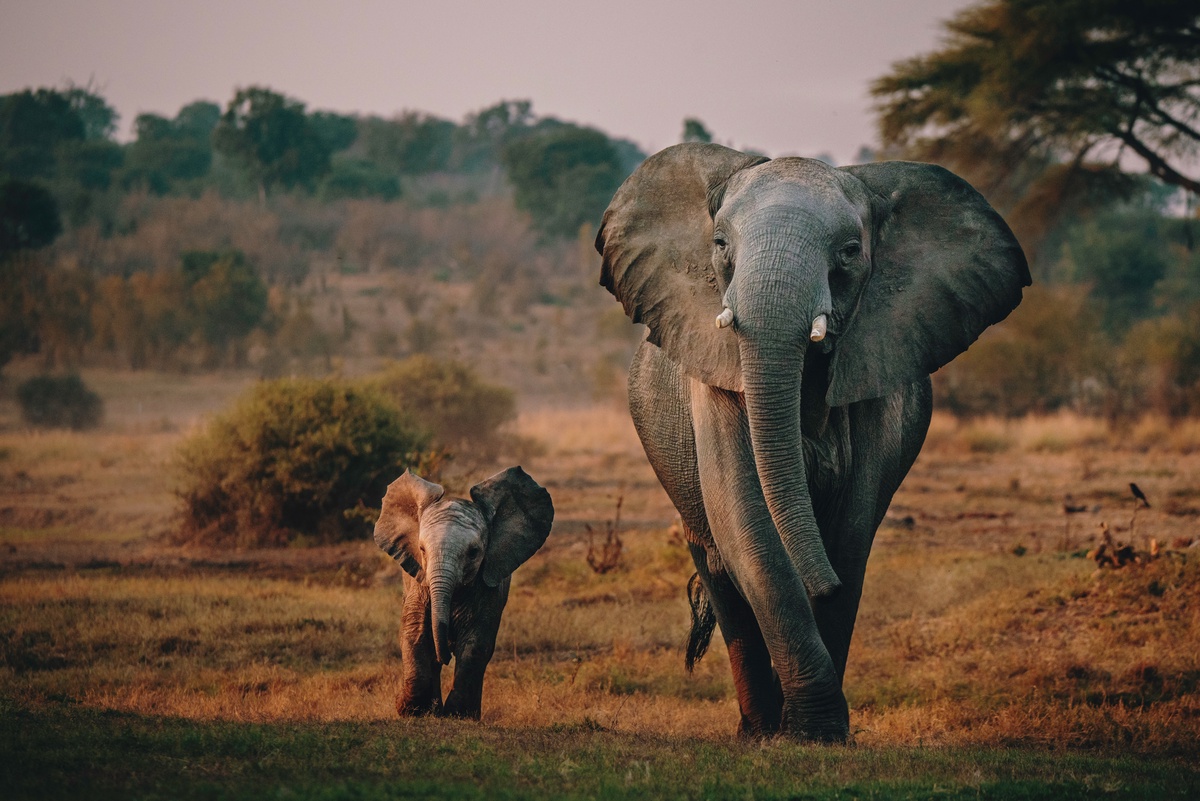 Exodus Travels Expands Support for Elephant Conservation Efforts | Adventure Travel Trade ...