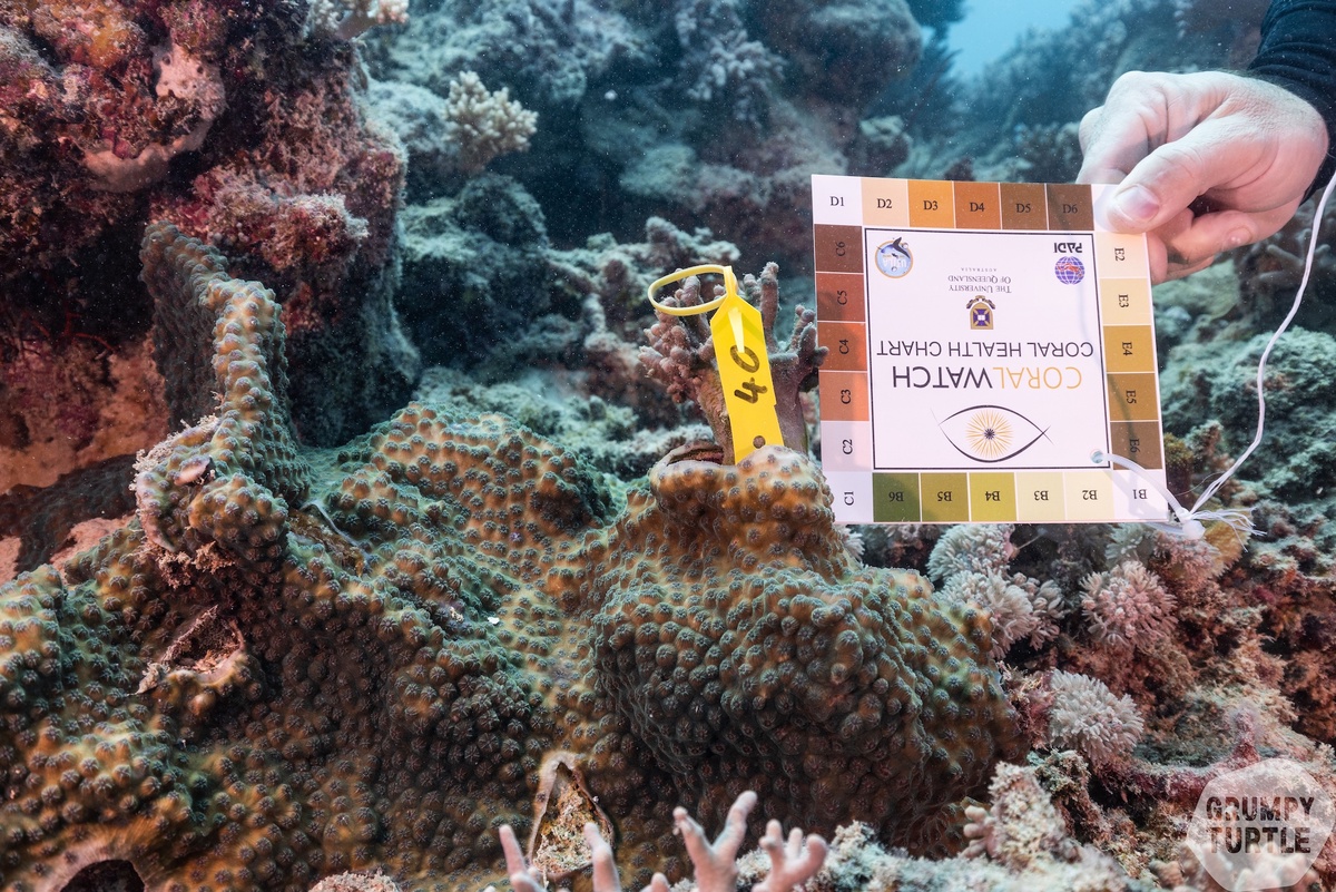 Australian Geographic Society Partners with Coral Expeditions and GBR ...